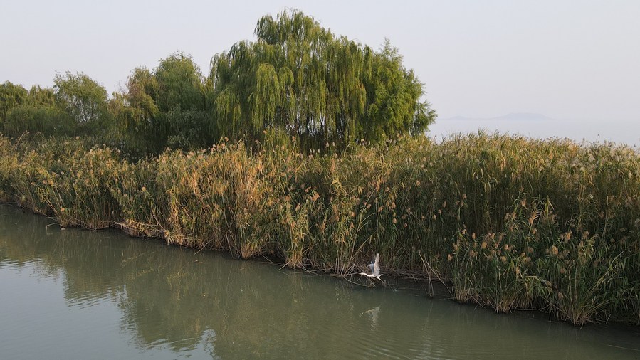 (Multimídia) Aves raras são vistas no Lago Chaohu, leste da China-Xinhua