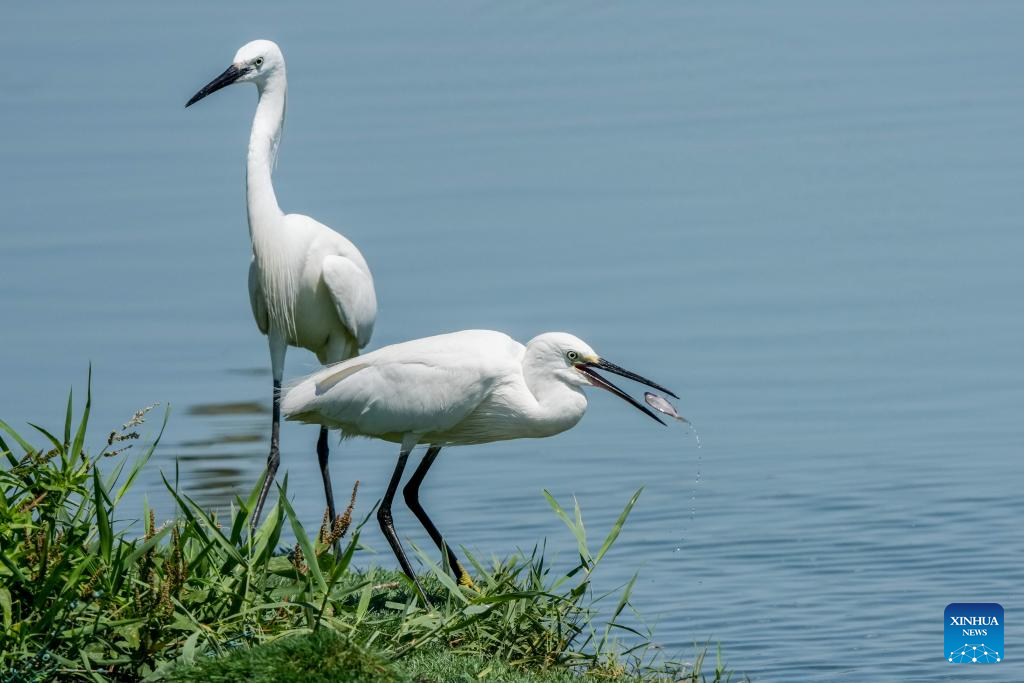 Excelente ecologia transforma Lago Hengshui em refúgio de aves raras-Xinhua