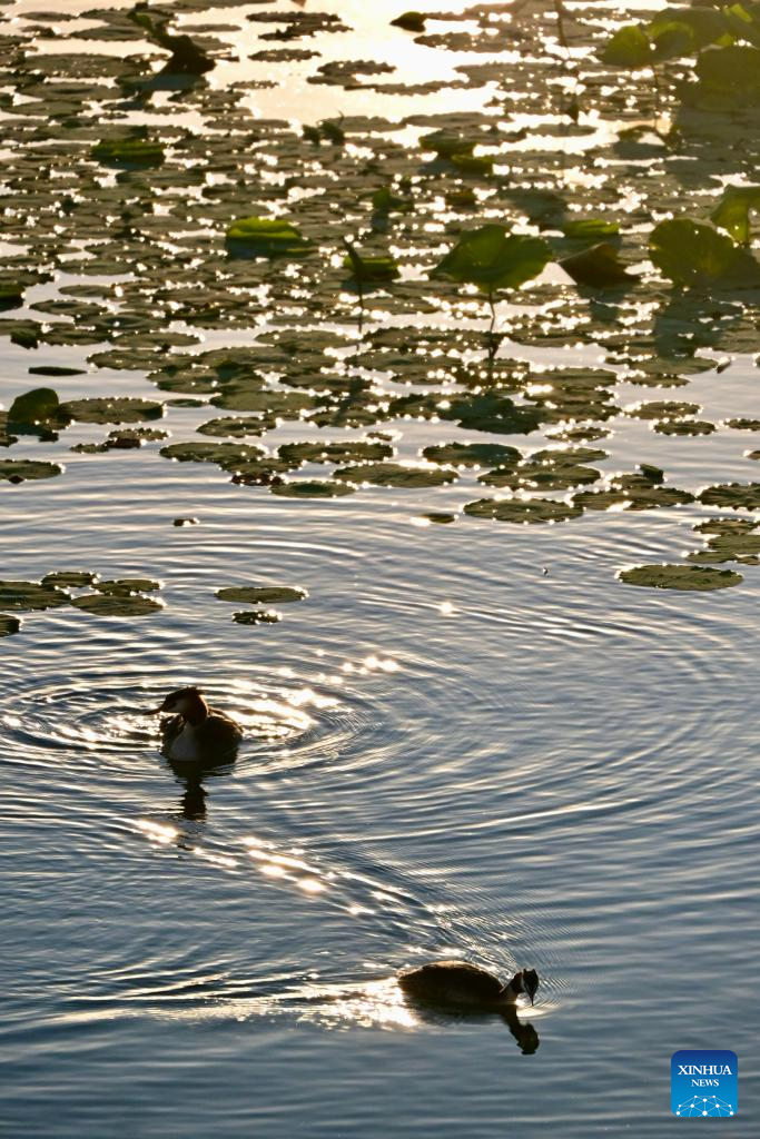 Excelente ecologia transforma Lago Hengshui em refúgio de aves raras-Xinhua