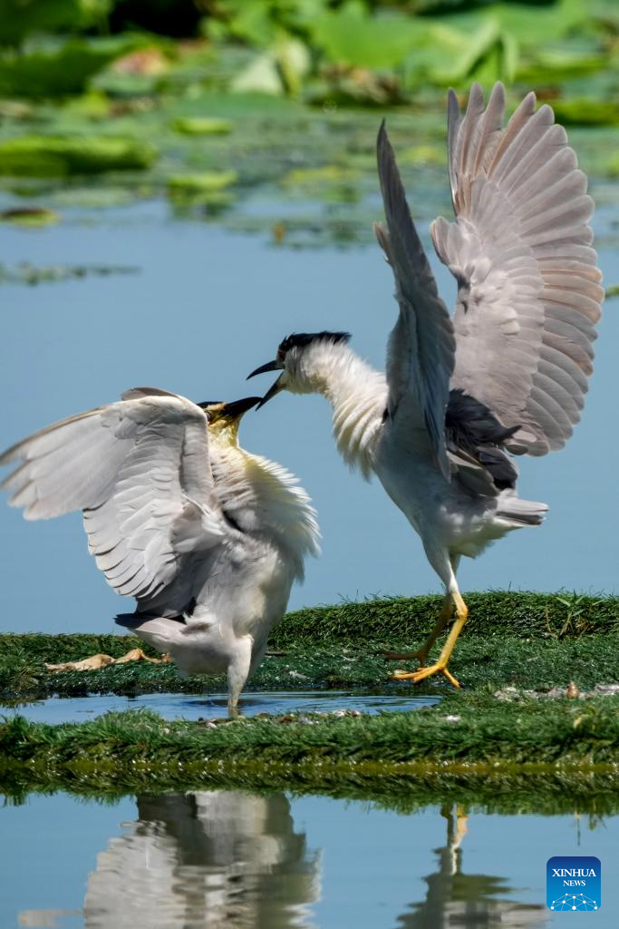 Excelente ecologia transforma Lago Hengshui em refúgio de aves raras-Xinhua